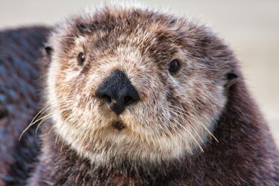 What is a Gay Otter? Your Guide to these Hairy, Lean Gay Guys